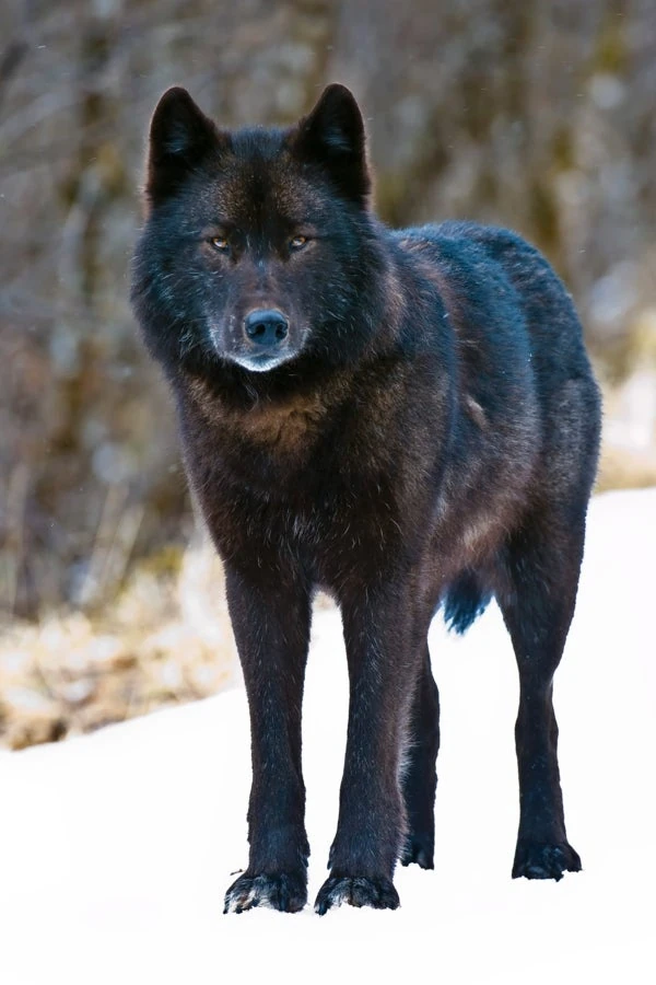 Alexander Archipelago Wolf | FictionRulezForever Wiki | Fandom