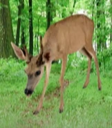 White-Tailed Deer | FictionRulezForever Wiki | Fandom