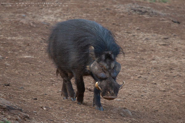 Giant Forest Hog Fictionrulezforever Wiki Fandom