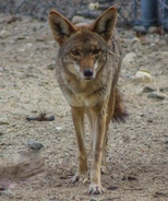 Coyote/Gallery | FictionRulezForever Wiki | Fandom
