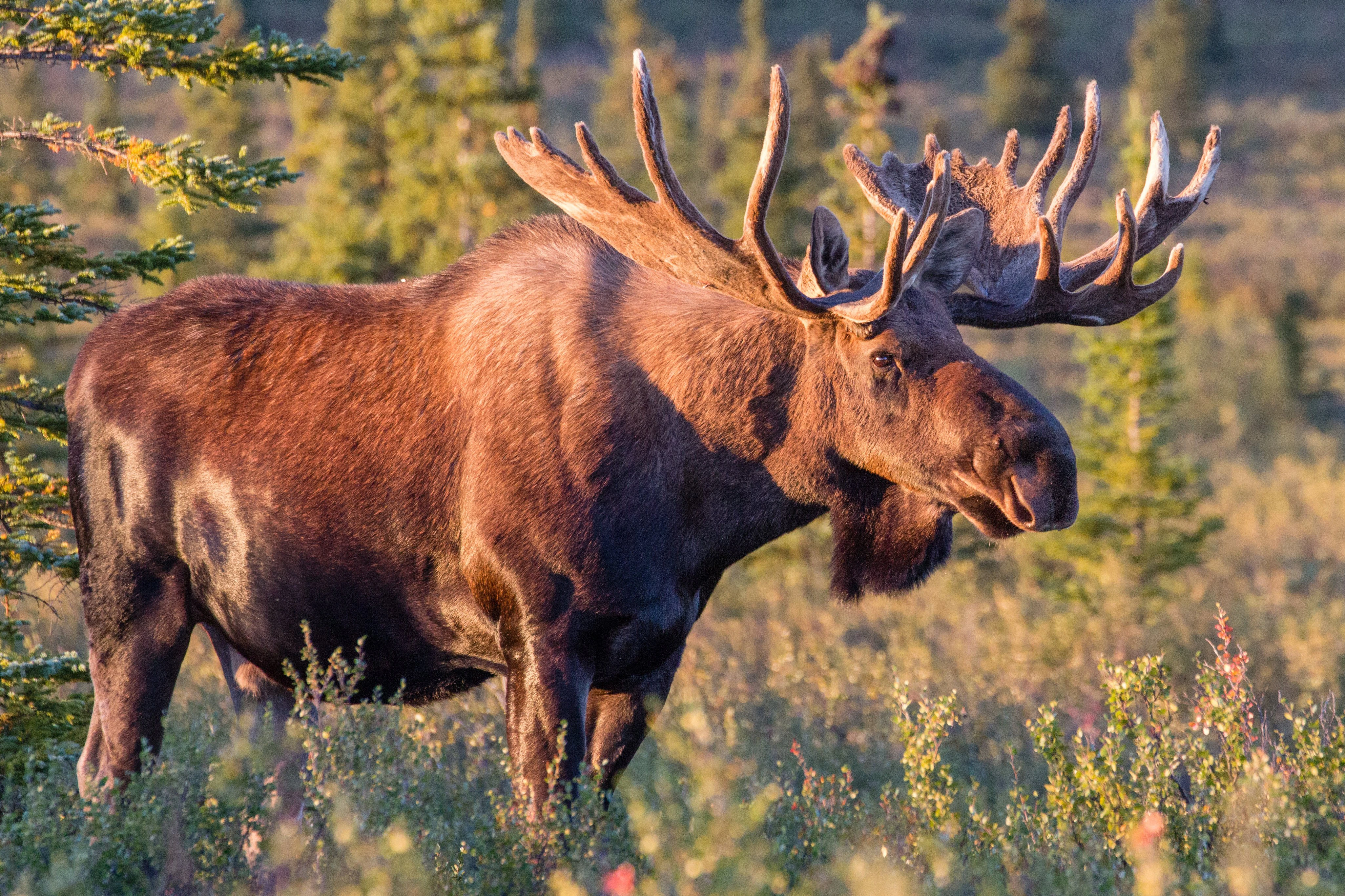 Moose/Gallery | FictionRulezForever Wiki | Fandom