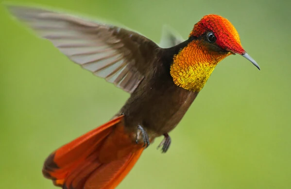 Ruby-Topaz Hummingbird | FictionRulezForever Wiki | Fandom