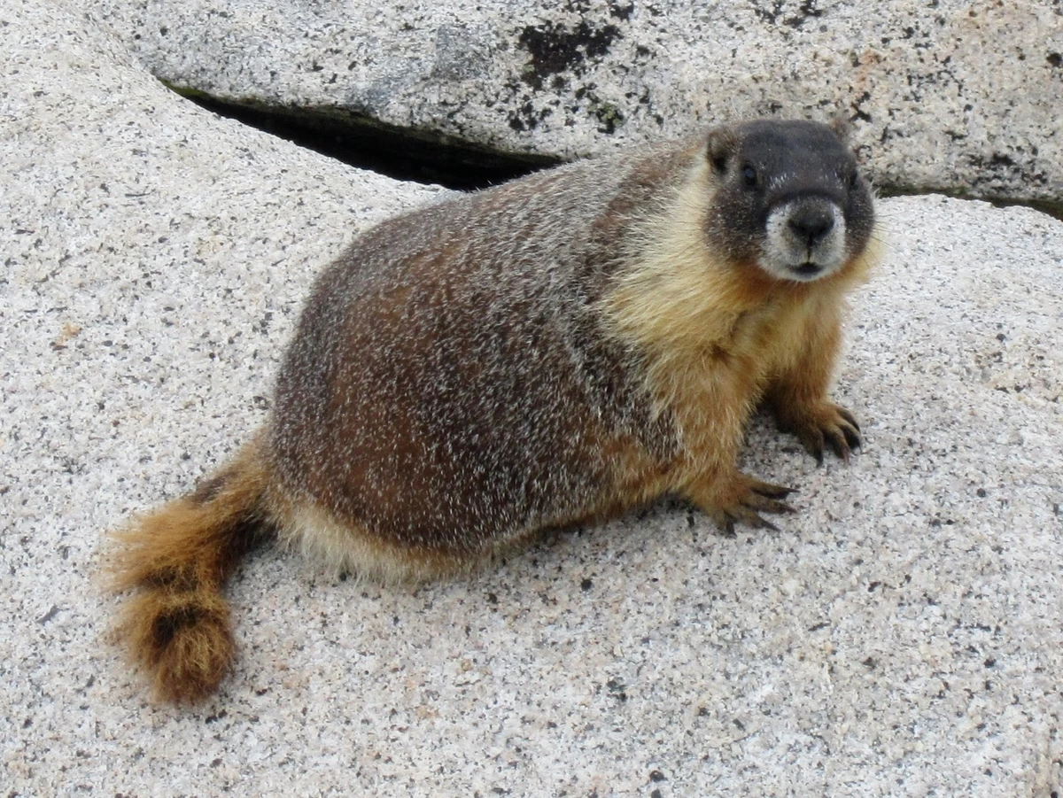 Yellow-Bellied Marmot | FictionRulezForever Wiki | Fandom