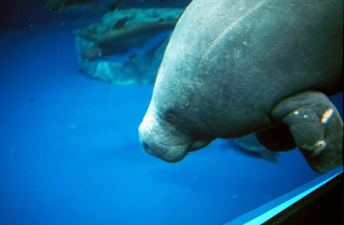 African Manatee | FictionRulezForever Wiki | Fandom