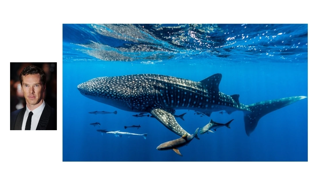 Benedict Cumberbatch and his Pacific Animal Friends ...