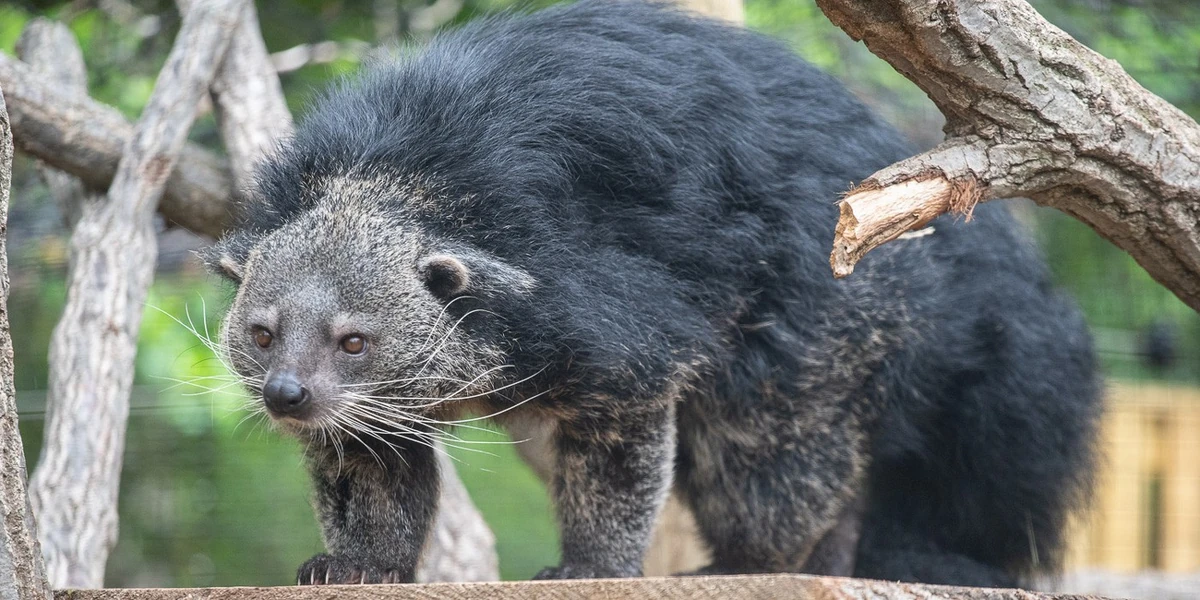 Binturong | FictionRulezForever Wiki | Fandom