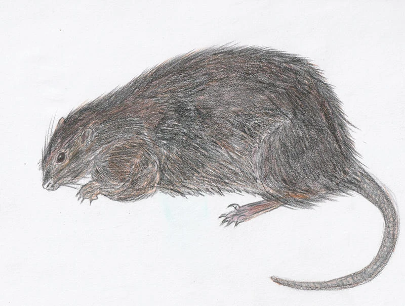 Bulldog Rat | FictionRulezForever Wiki | Fandom