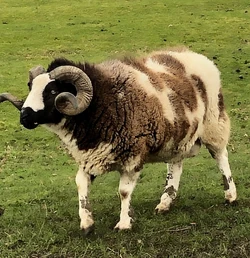 Jacob Sheep