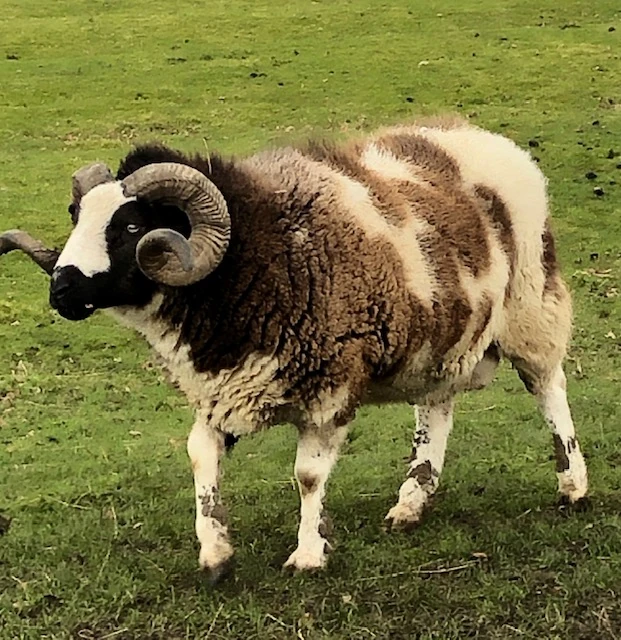 Jacob Sheep | FictionRulezForever Wiki | Fandom