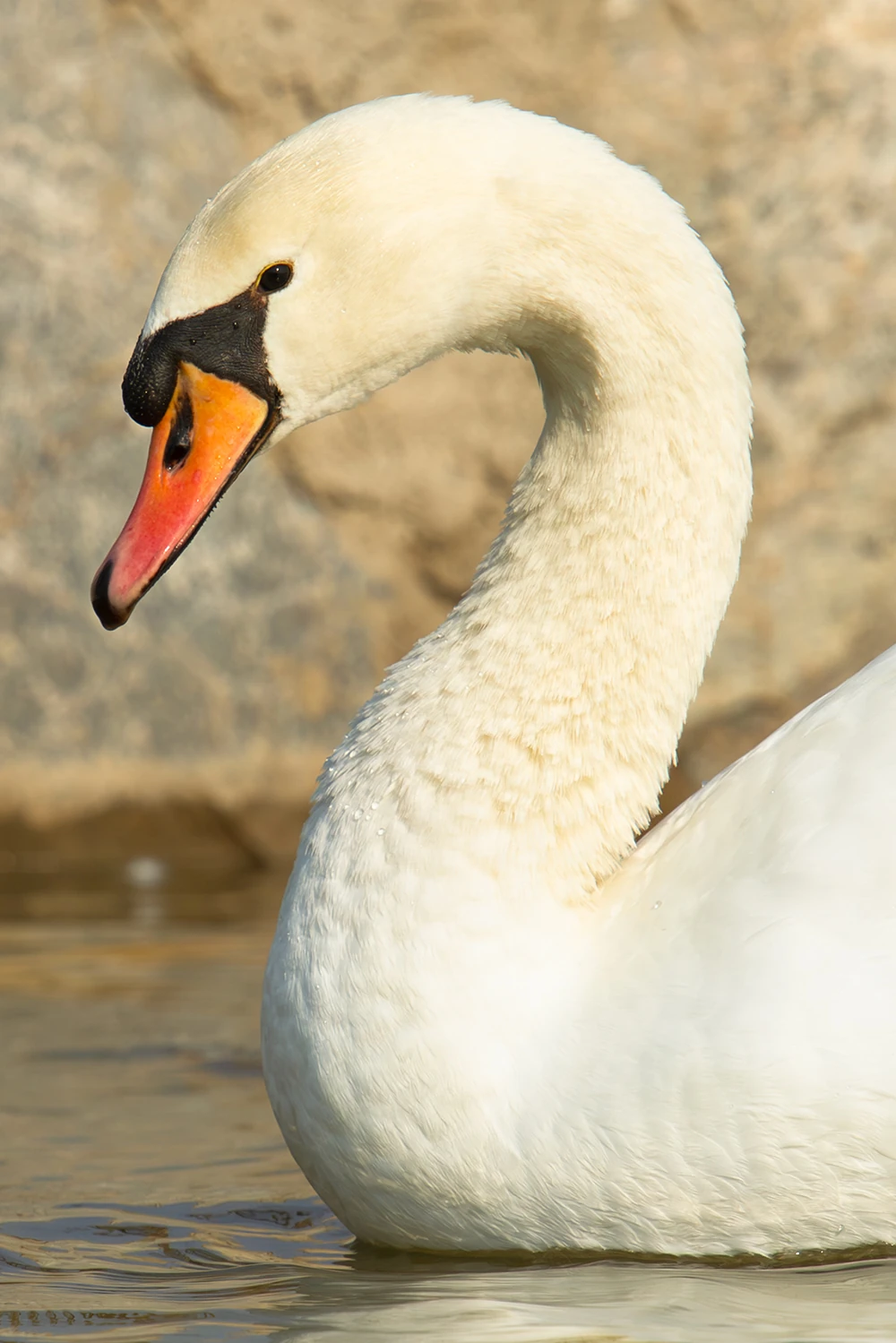 Mute Swan | FictionRulezForever Wiki | Fandom