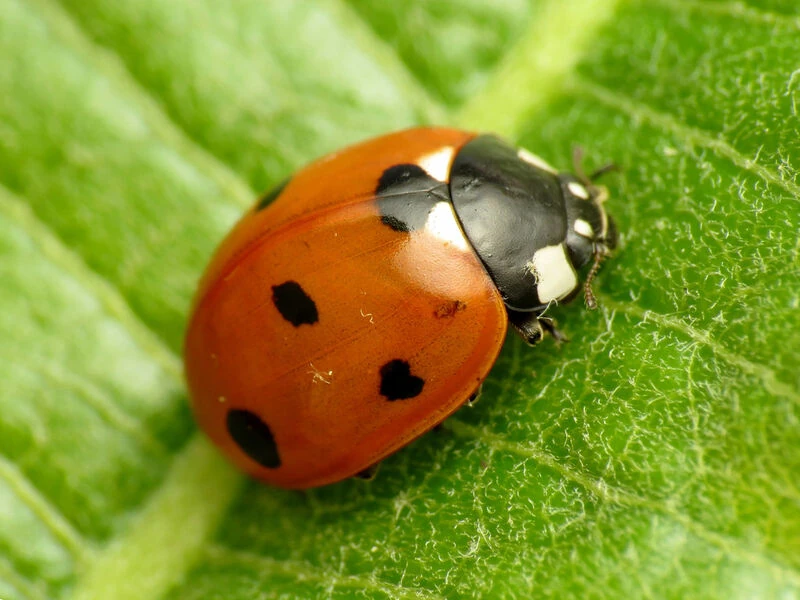 Seven-Spotted Ladybug | FictionRulezForever Wiki | Fandom