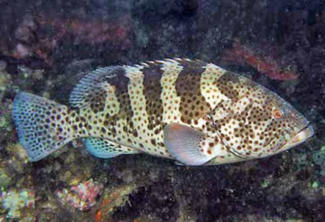 Spotted Grouper | FictionRulezForever Wiki | Fandom