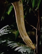 Burmese Python | FictionRulezForever Wiki | Fandom