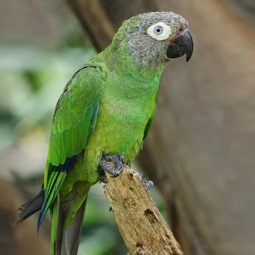 dusky conure weight