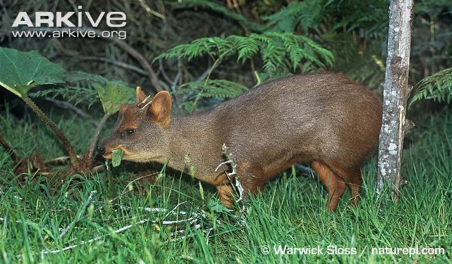 Southern Pudu | FictionRulezForever Wiki | Fandom