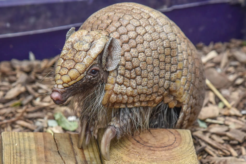 Southern Three-Banded Armadillo | FictionRulezForever Wiki | Fandom