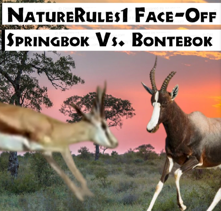 User blog:NR1&GLAFan2004/NatureRules1 Face Off: Springbok Vs. Bontebok ...