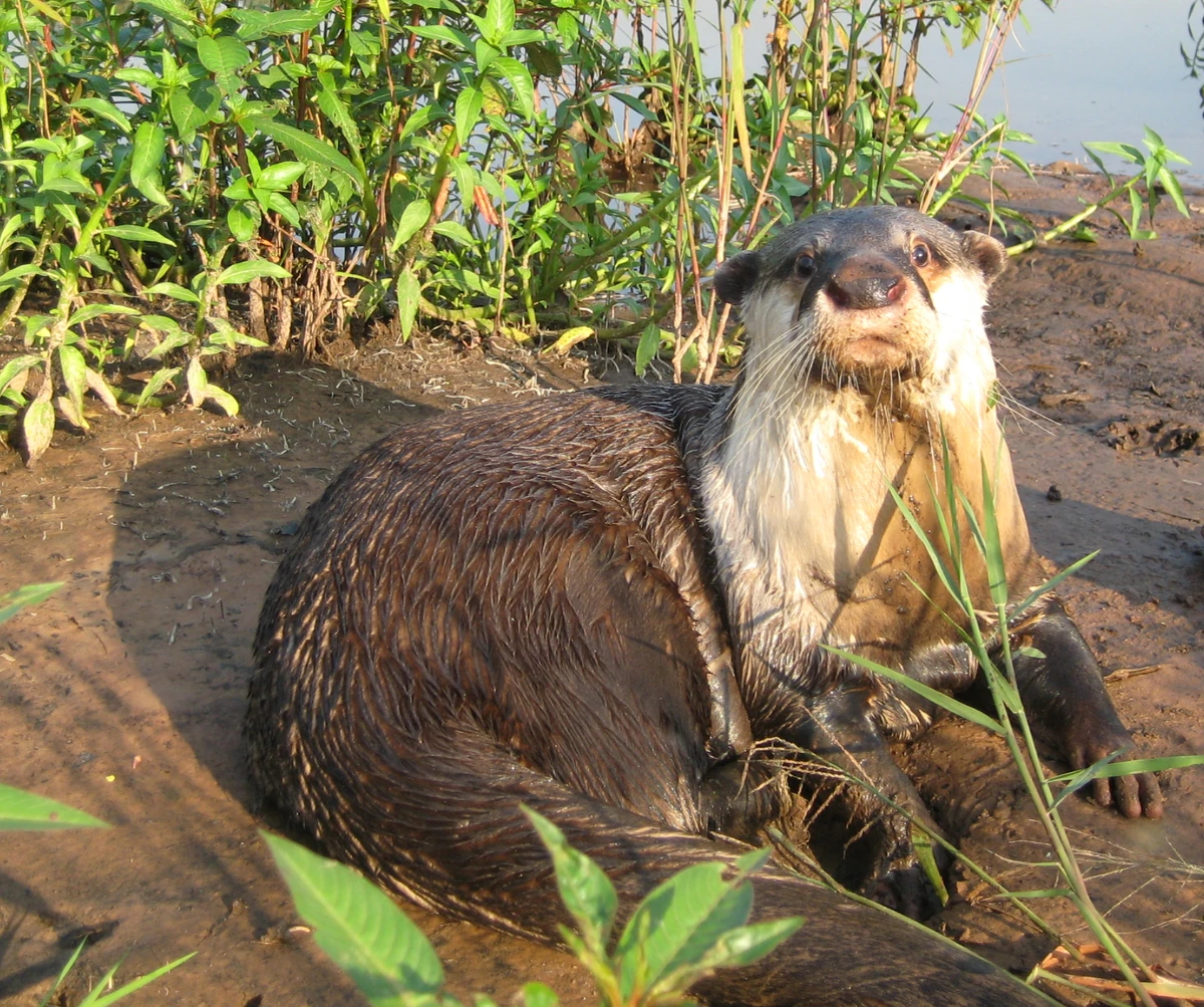 Congo Clawless Otter | FictionRulezForever Wiki | Fandom