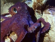 Giant Pacific Octopus/Gallery | FictionRulezForever Wiki | Fandom