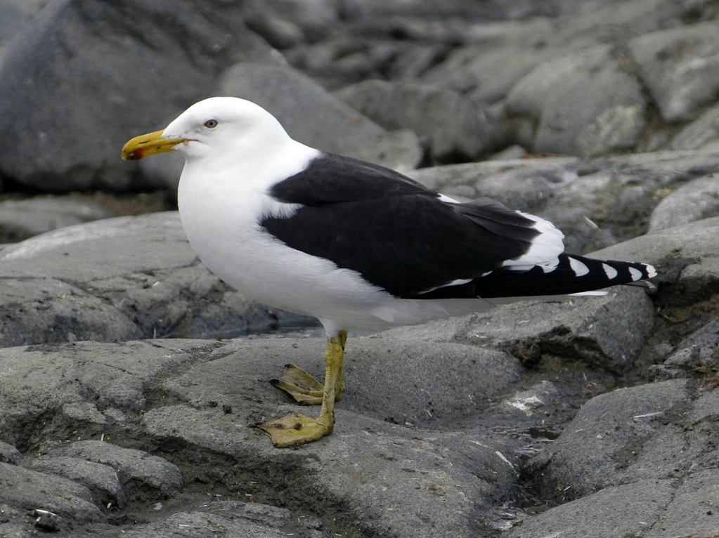 Kelp Gull | FictionRulezForever Wiki | Fandom