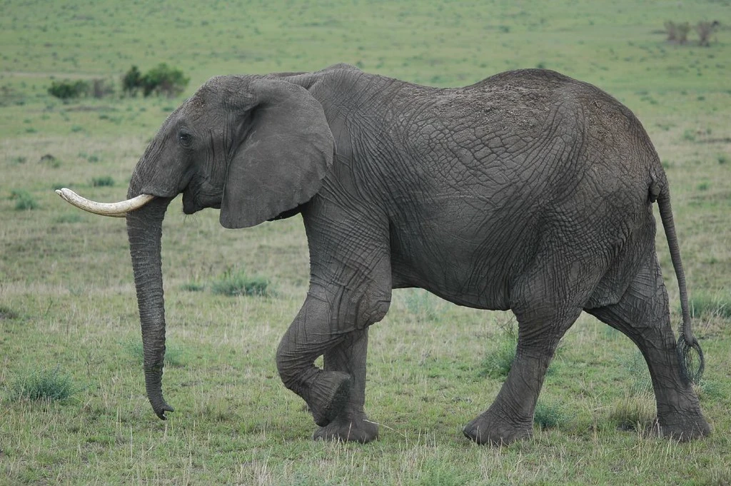 Animals, Inc. (NatureRules1 Style) | FictionRulezForever Wiki | Fandom