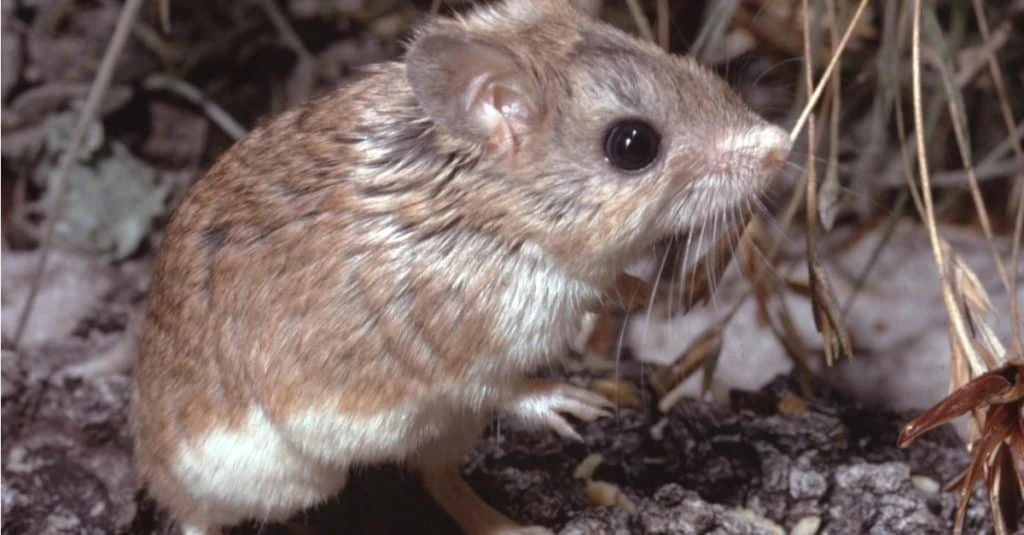 Southern Grasshopper Mouse | FictionRulezForever Wiki | Fandom