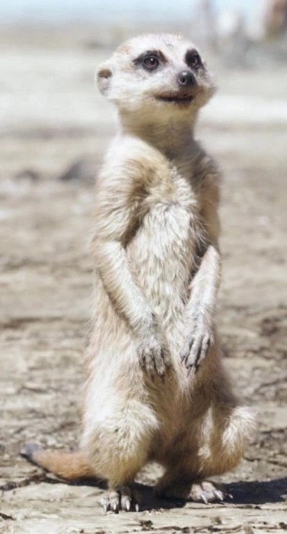 Timon | FictionRulezForever Wiki | Fandom