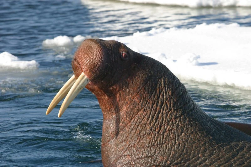 Walrus | FictionRulezForever Wiki | Fandom