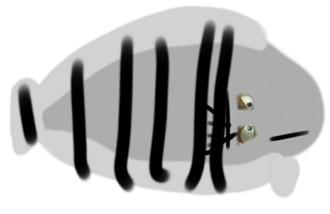 Zebra Sole | FictionRulezForever Wiki | Fandom