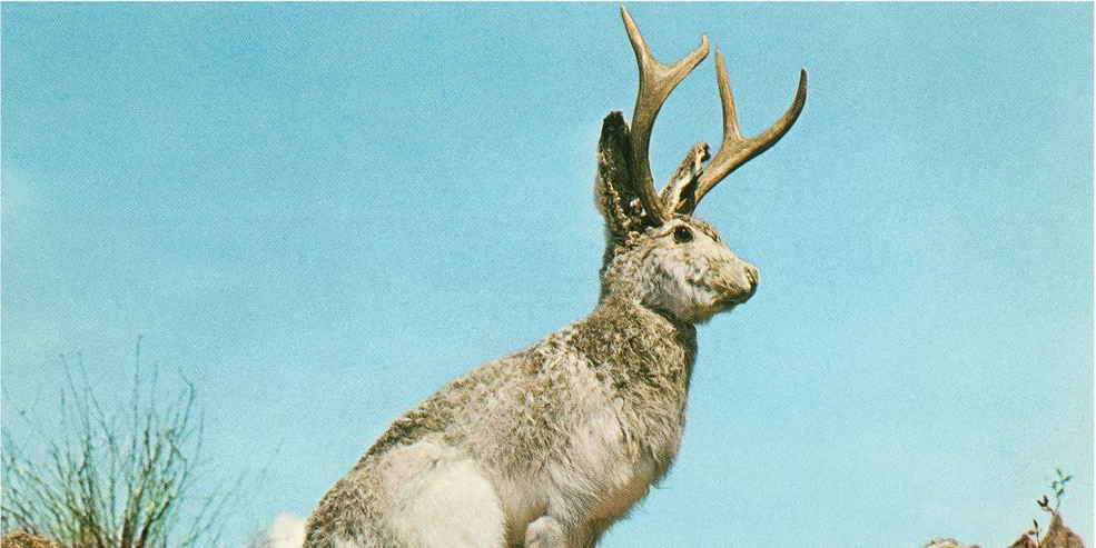Jackalope Monté Sur Tout Le Corps JACKALOPE Mississauga 2024: