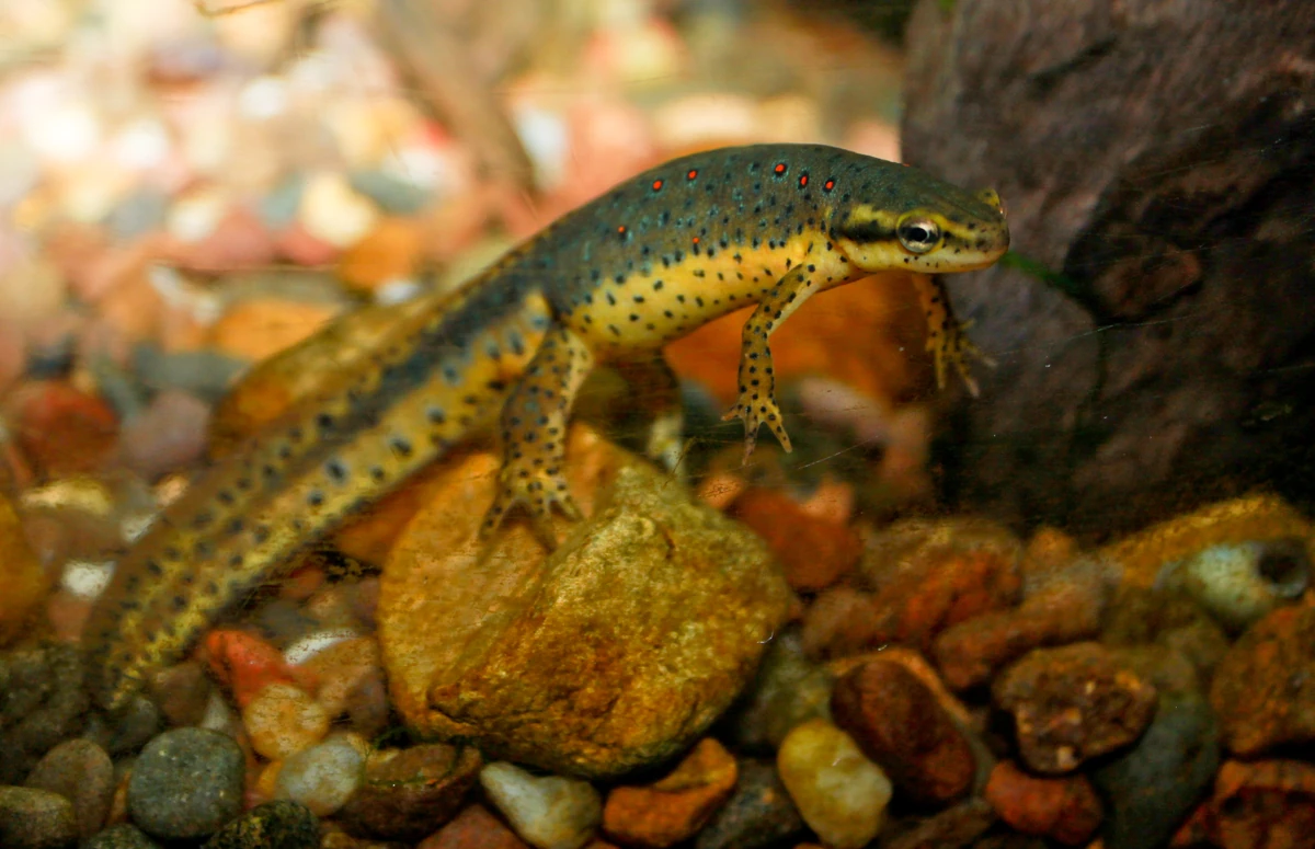 Eastern Newt | FictionRulezForever Wiki | Fandom