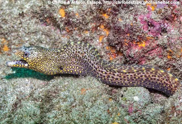 Jewel Moray | FictionRulezForever Wiki | Fandom