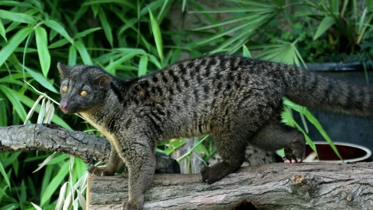 African Palm Civet | FictionRulezForever Wiki | Fandom