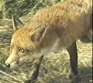 Red Fox/Gallery | FictionRulezForever Wiki | Fandom