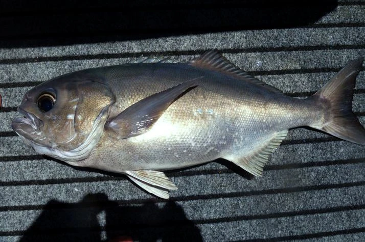 Pacific Barrelfish | FictionRulezForever Wiki | Fandom