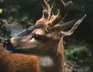 White-Tailed Deer | FictionRulezForever Wiki | Fandom