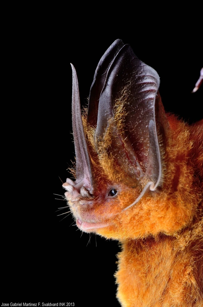 Tomes's Sword-Nosed Bat | FictionRulezForever Wiki | Fandom