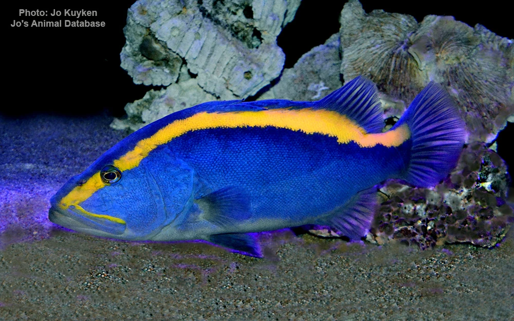 Goldribbon Soapfish | FictionRulezForever Wiki | Fandom