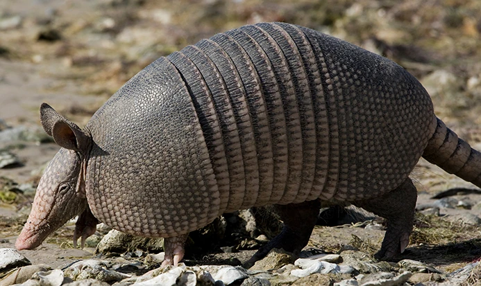 Nine-Banded Armadillo/Gallery | FictionRulezForever Wiki | Fandom