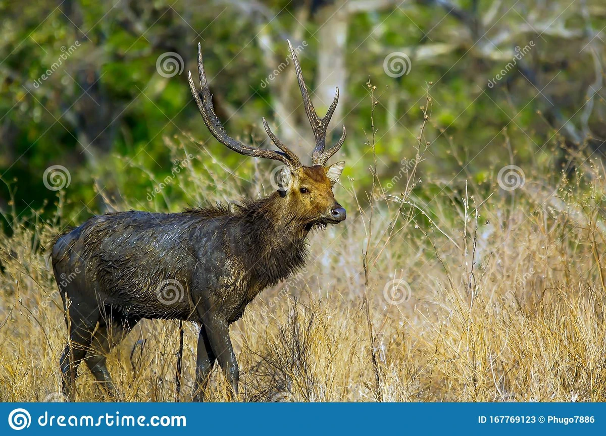 Javan Rusa | FictionRulezForever Wiki | Fandom