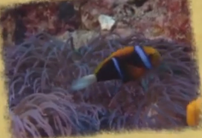 Orange-Fin Anemonefish | FictionRulezForever Wiki | Fandom