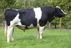 Holstein Bull Fitz