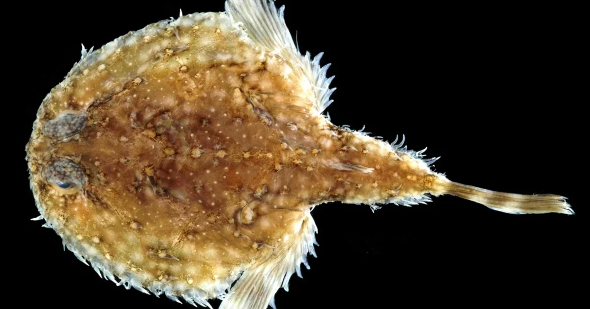 Pancake Batfish | FictionRulezForever Wiki | Fandom