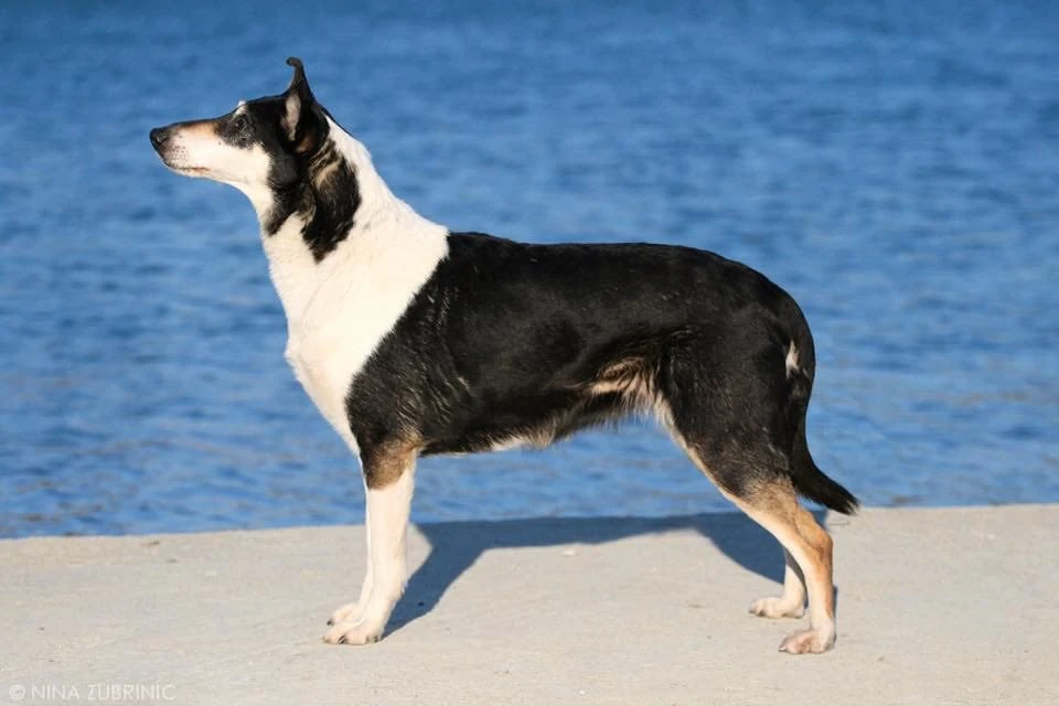 Smooth Collie | FictionRulezForever Wiki | Fandom