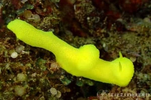 Notodoris Citrina | FictionRulezForever Wiki | Fandom
