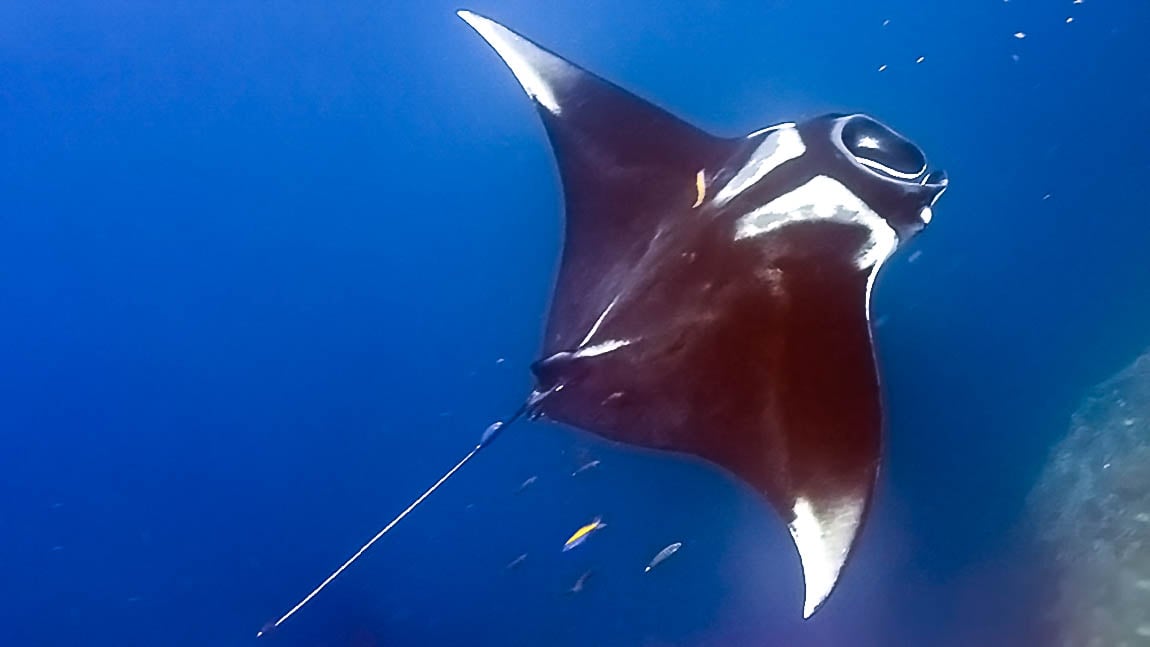 Giant Manta Ray | FictionRulezForever Wiki | Fandom