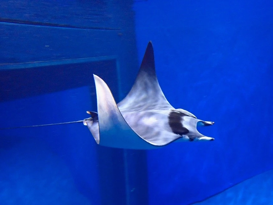 Giant Devil Ray | FictionRulezForever Wiki | Fandom