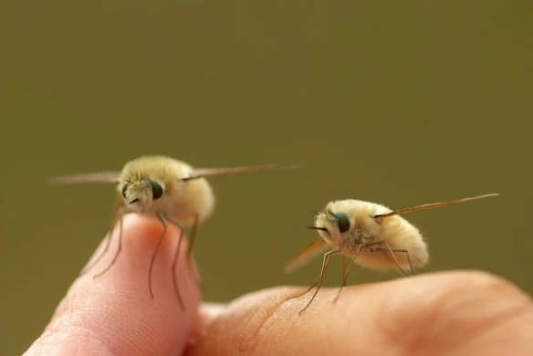 Bee Fly | FictionRulezForever Wiki | Fandom