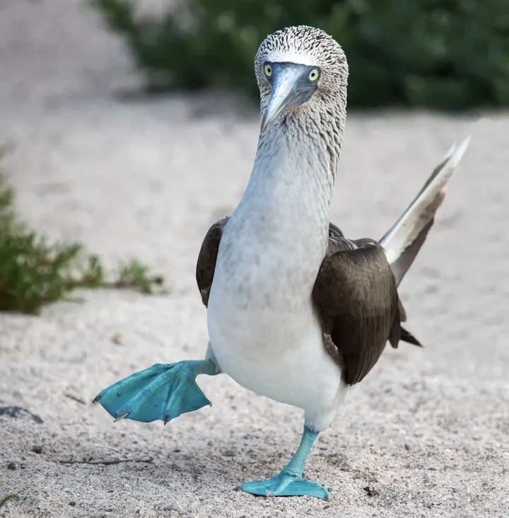 Blue-Footed Booby | FictionRulezForever Wiki | Fandom