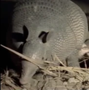Nine-Banded Armadillo | FictionRulezForever Wiki | Fandom